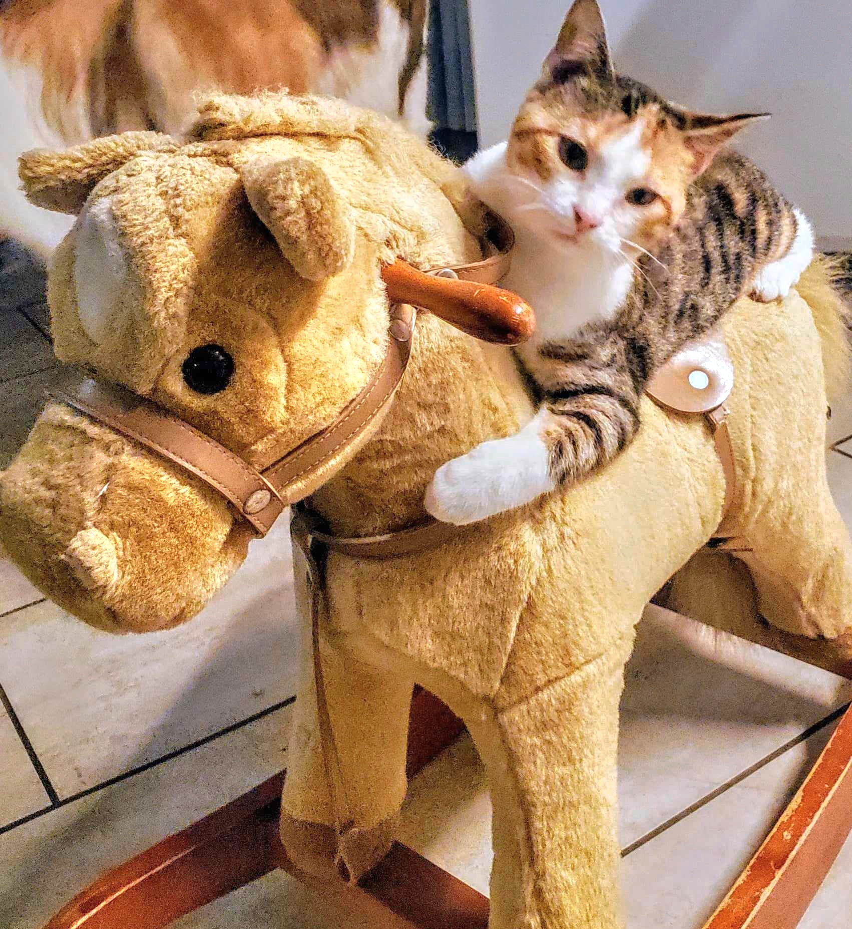 Ear Polyp – Sunshine | Warren Veterinary Hospital