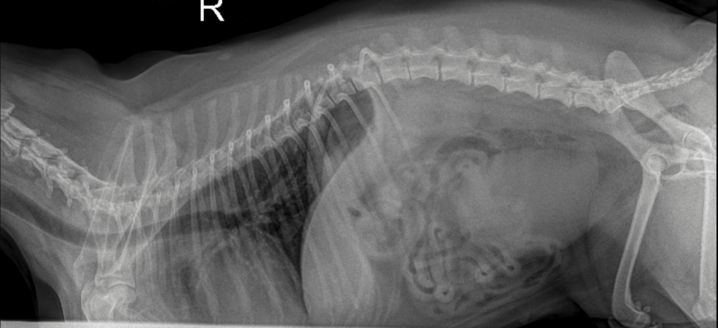 IVDD - Ruby | Warren Veterinary Hospital